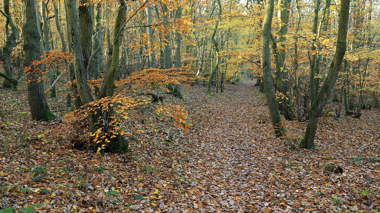 Victory Wood - Visiting Woods - Woodland Trust