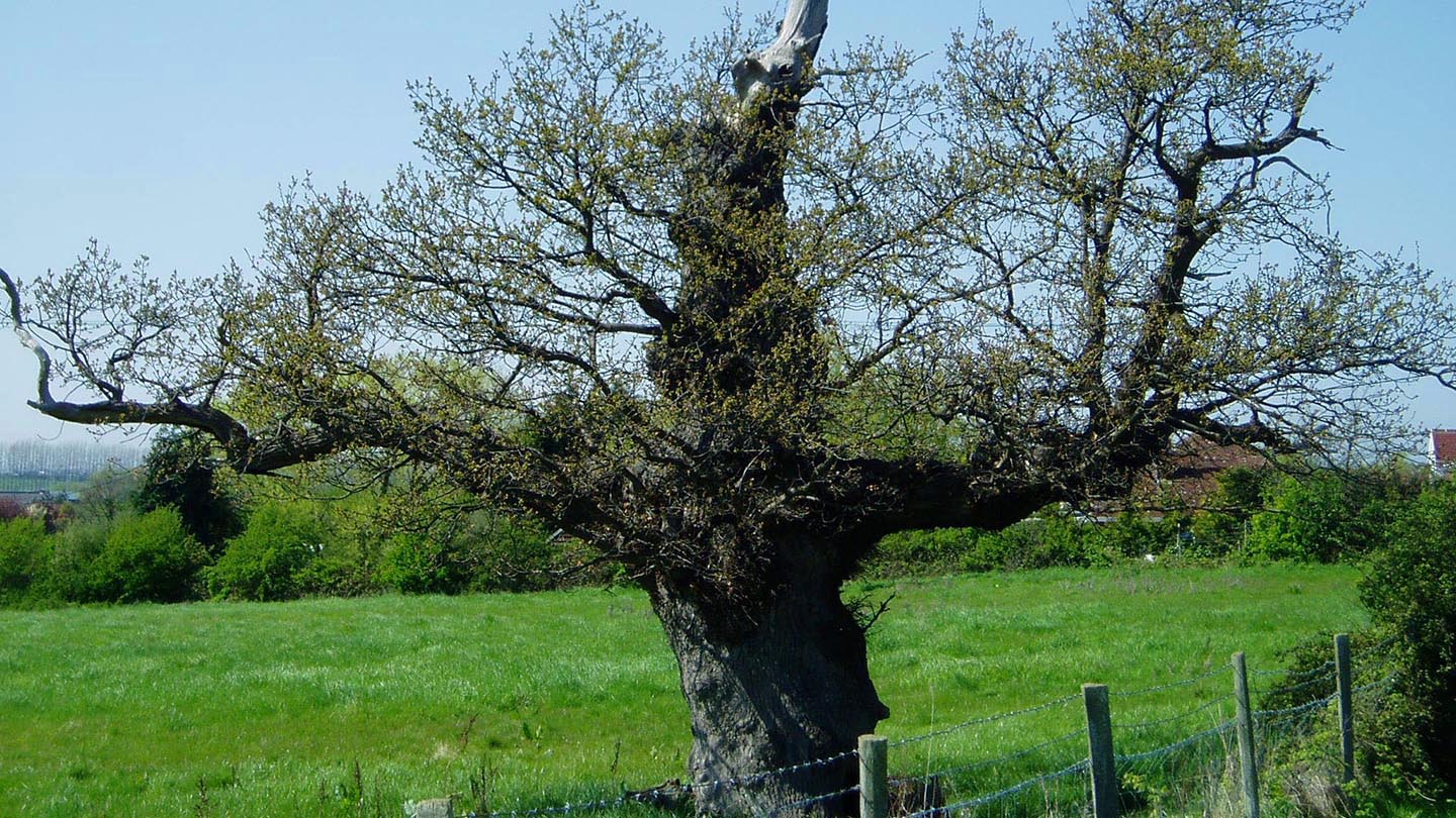 Victory Wood - Visiting Woods - Woodland Trust