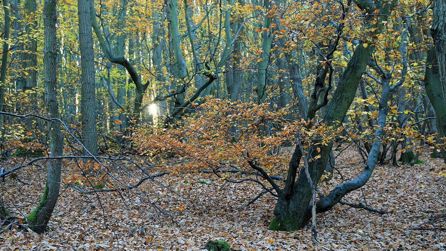 Victory Wood - Visiting Woods - Woodland Trust