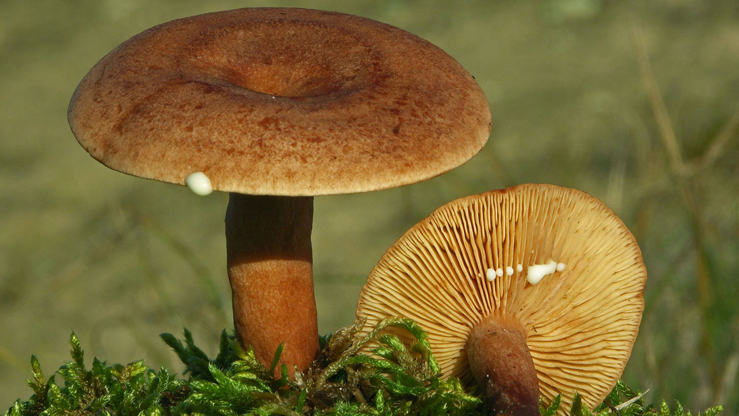 Oakbug Milkcap (Lactarius quietus) - Woodland Trust