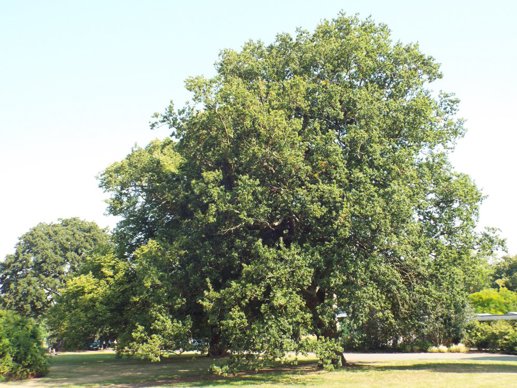 Kew Gardens - Woodland Trust