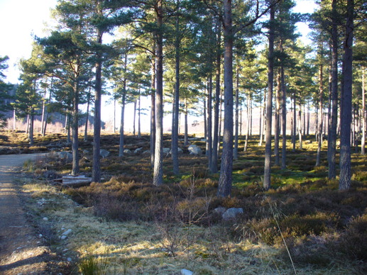 Invercauld Estates - Woodland Trust
