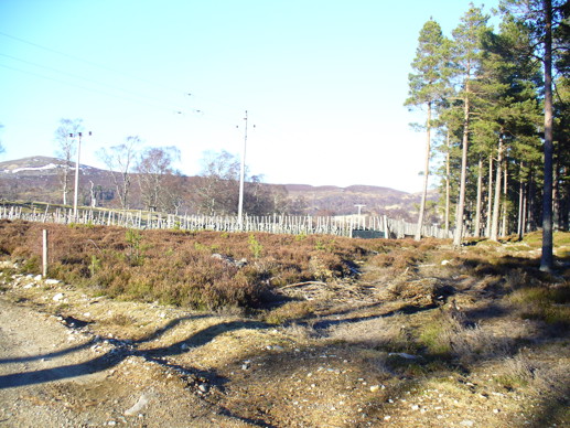 Invercauld Estates - Woodland Trust