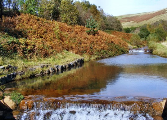 Gilfach Goch Wood - Woodland Trust