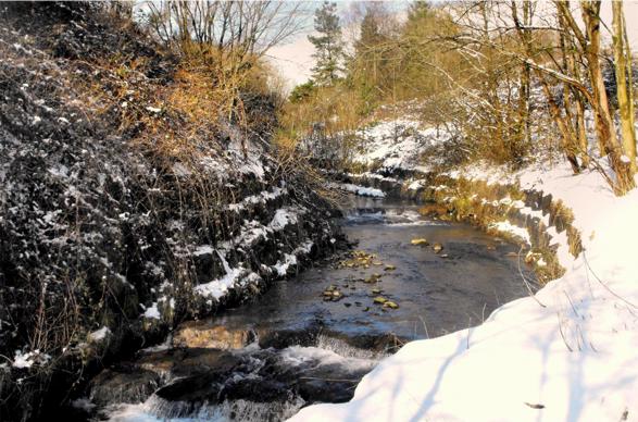 Gilfach Goch Wood - Woodland Trust