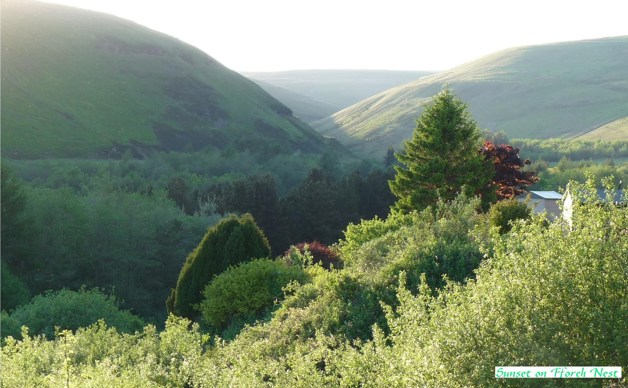 Gilfach Goch Wood - Woodland Trust