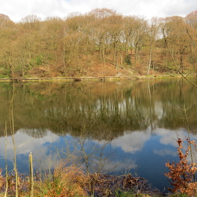 Chellow Dean - Woodland Trust