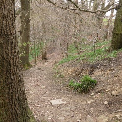 Chellow Dean - Woodland Trust