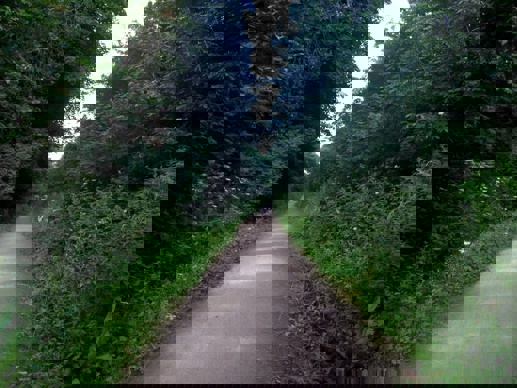 Wheelock Rail Trail - Woodland Trust