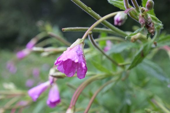 Timbersbrook Picnic Area - Woodland Trust