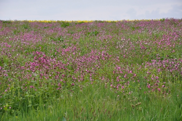 Mucky Mountains Nature Reserve - Woodland Trust