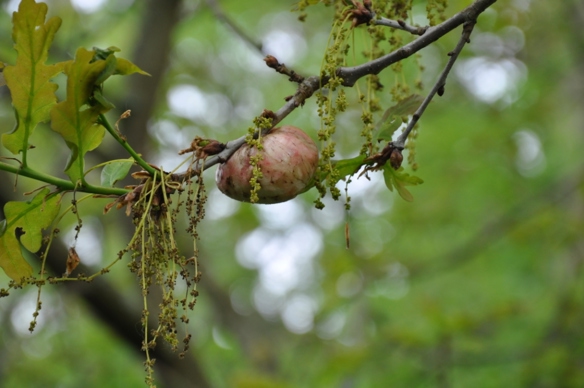 Mucky Mountains Nature Reserve - Woodland Trust