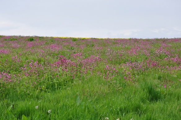 Mucky Mountains Nature Reserve - Woodland Trust