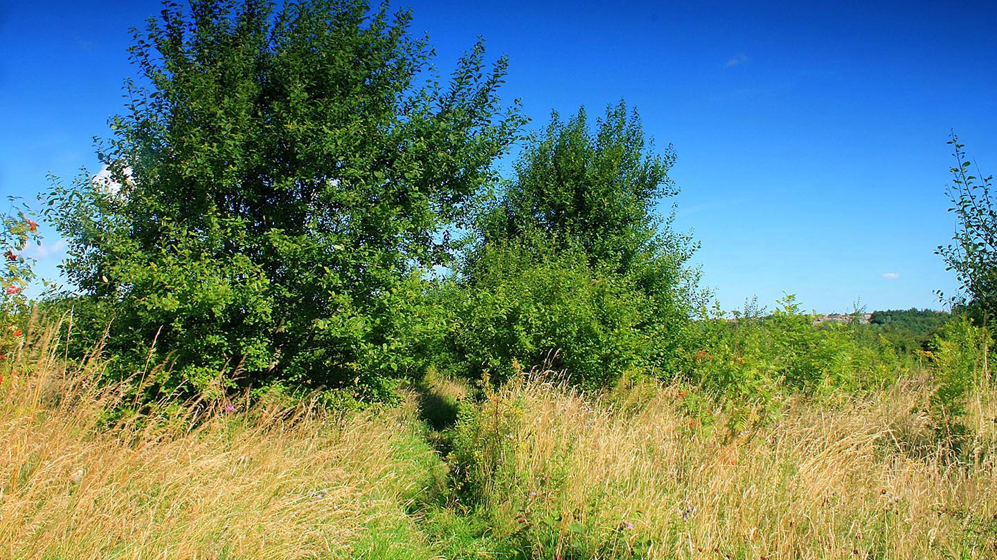 White Hill Woods - Visiting Woods - Woodland Trust