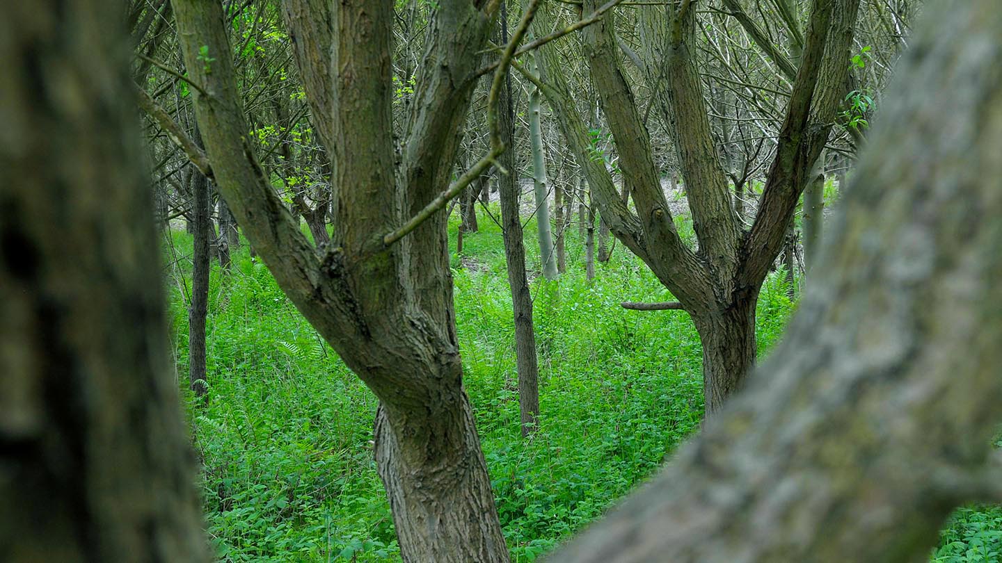 Willesley Wood - Visiting Woods - Woodland Trust