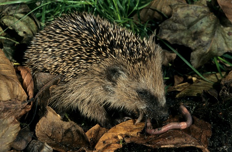 What Do Hedgehogs Eat? How to Feed Them - Woodland Trust