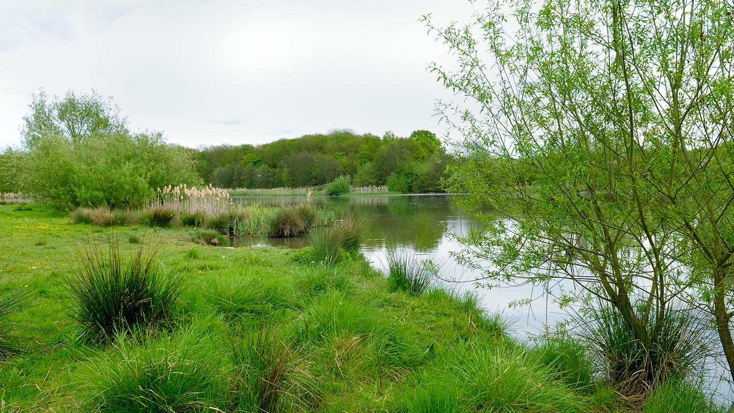 Willesley Wood - Visiting Woods - Woodland Trust