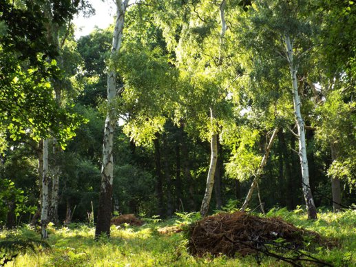 Copse Wood - Woodland Trust
