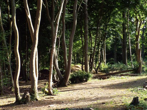 Copse Wood - Woodland Trust