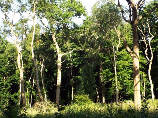 Copse Wood - Woodland Trust
