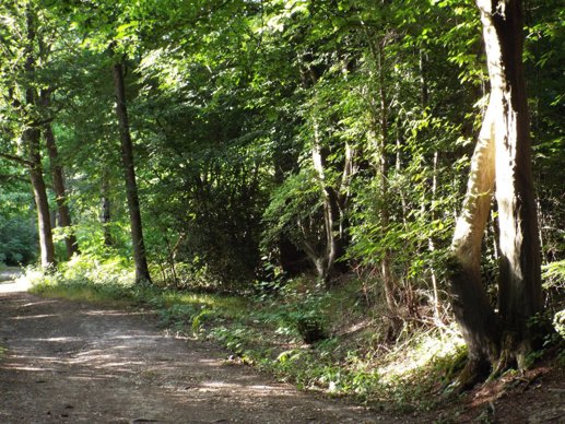 Copse Wood - Woodland Trust