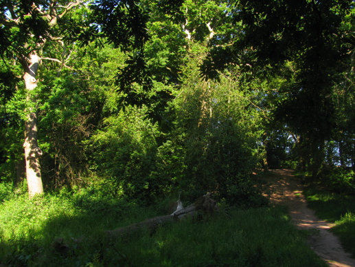 Coed Melyn Park - Woodland Trust