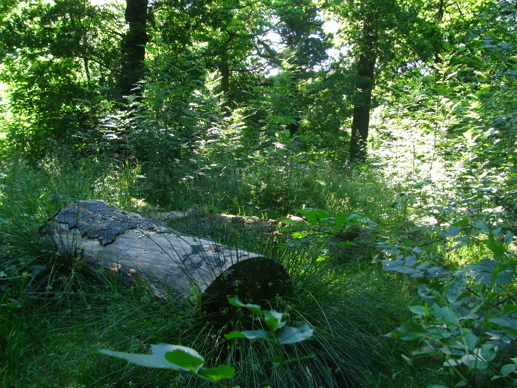 Coed Melyn Park - Woodland Trust