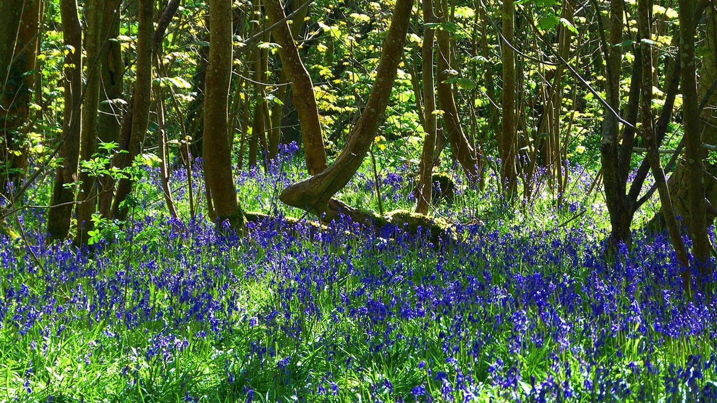 Hardwick Wood - Visiting Woods - Woodland Trust