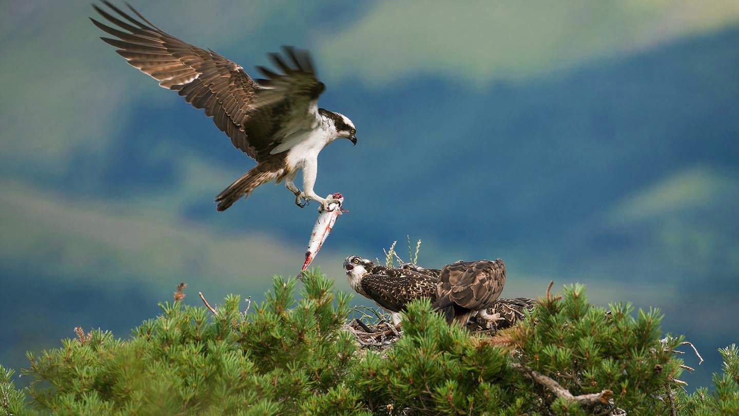 Osprey Migration: Facts And Map - Woodland Trust