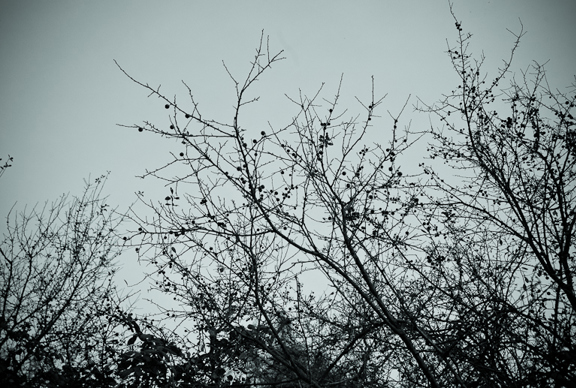 Oxmoor Copse - Woodland Trust