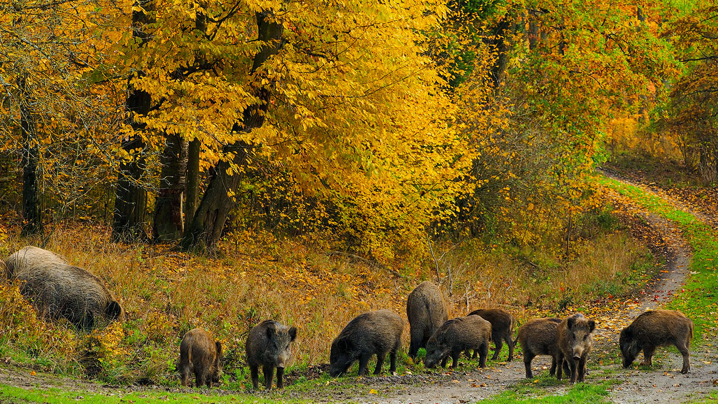 Wild Boar (Sus scrofa) - British Mammals - Woodland Trust