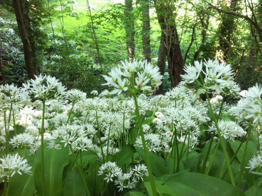 Pentre Wood - Woodland Trust