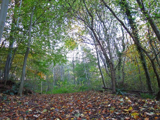 Pentre Wood - Woodland Trust