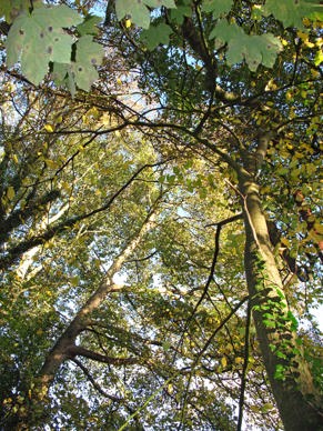 Pentre Wood - Woodland Trust