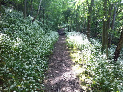 Pentre Wood - Woodland Trust