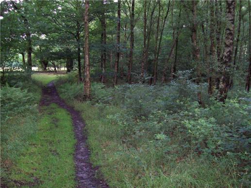 Hagg Wood - Woodland Trust