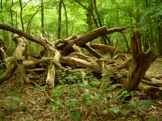 Ricketts Wood - Woodland Trust