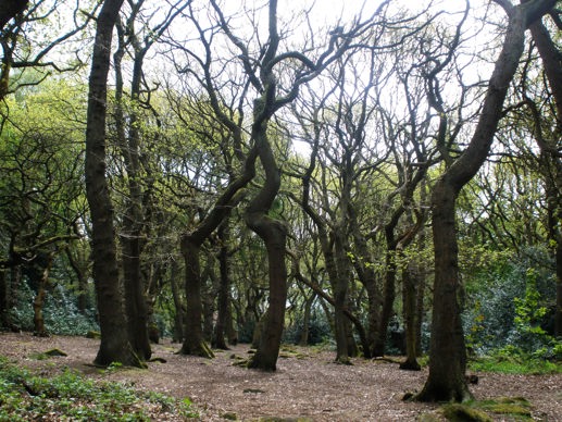 Ireland Wood - Woodland Trust