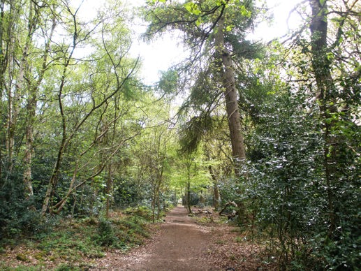 Ireland Wood - Woodland Trust