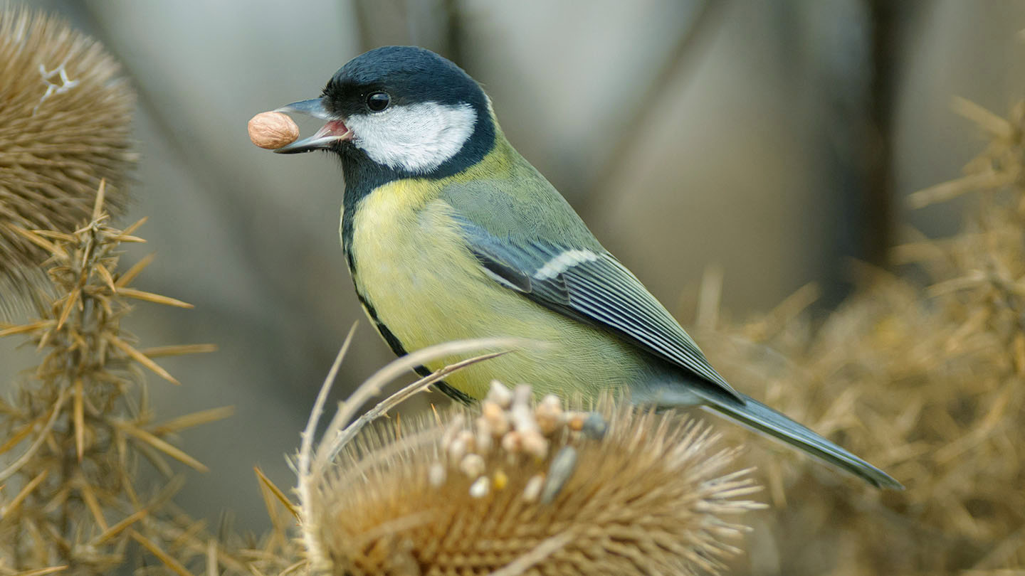 Great Tit (Parus major) - British Birds - Woodland Trust