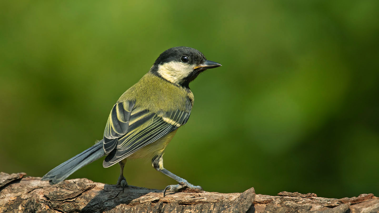 Great Tit (Parus major) - British Birds - Woodland Trust
