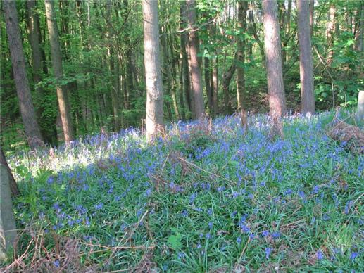 Masons Wood - Woodland Trust