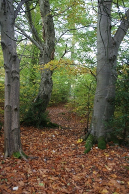 Stevney Spinney - Woodland Trust