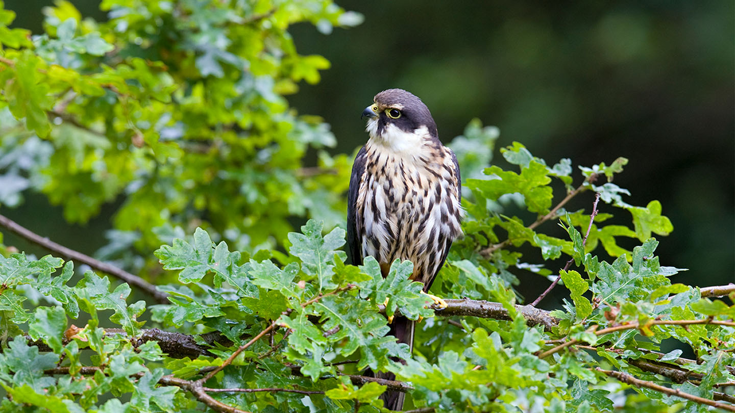 Hobby (Falco subbuteo) - British Birds - Woodland Trust