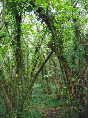 The Nuttery - Woodland Trust