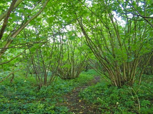 The Nuttery - Woodland Trust