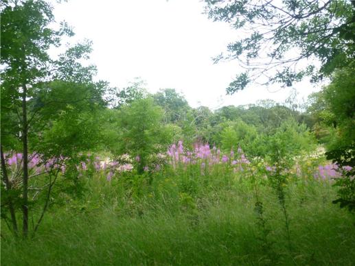 Three Gates Farm - Woodland Trust