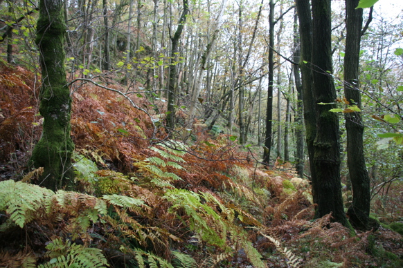 Low Wood - Woodland Trust