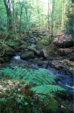Grey Park Wood - Woodland Trust