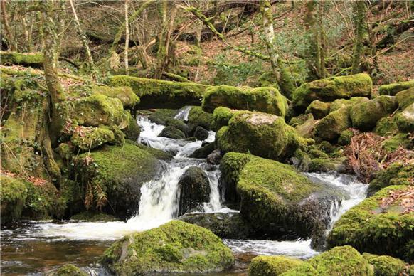 Grey Park Wood - Woodland Trust